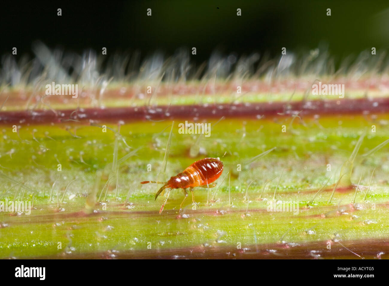 Detail close up of stinging nettle hairs on stem, Verbena bonariensis ...