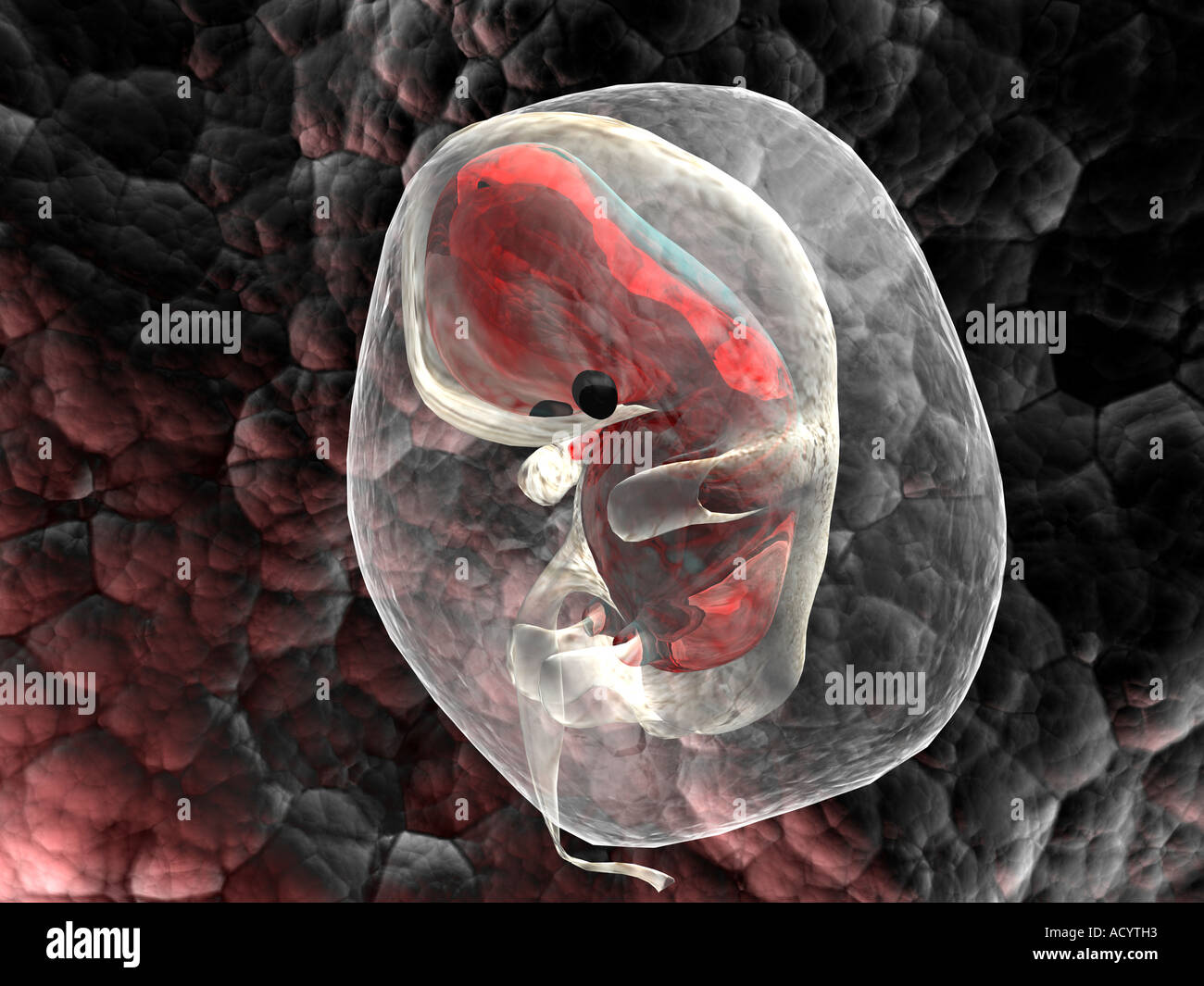 Foetus womb embryo hi-res stock photography and images - Alamy