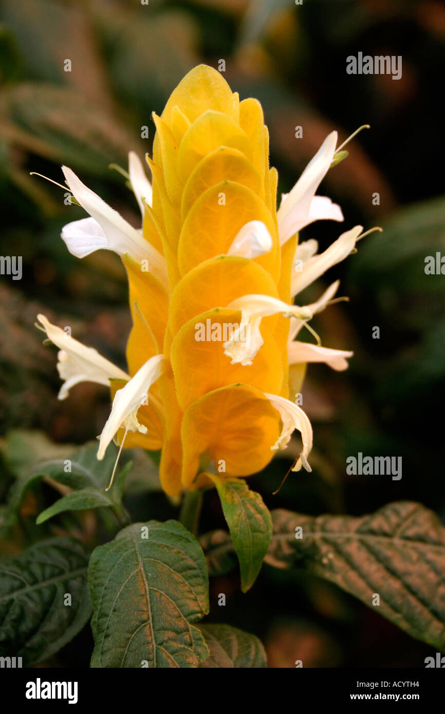 Golden Shrimp Plant, Pachystachys lutea Stock Photo - Alamy