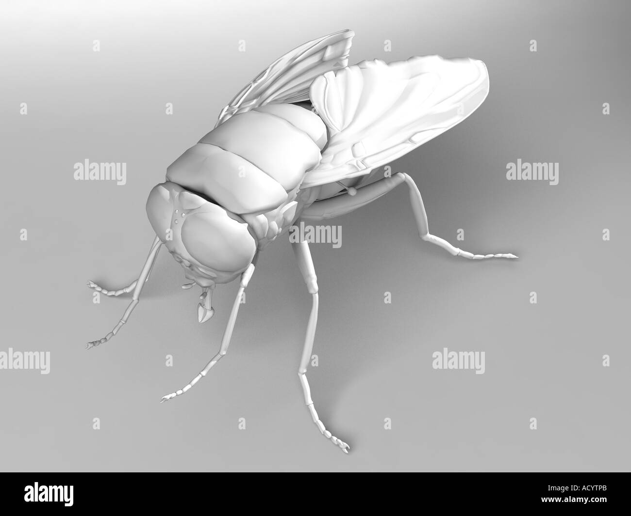 3d fly on white background Stock Photo - Alamy