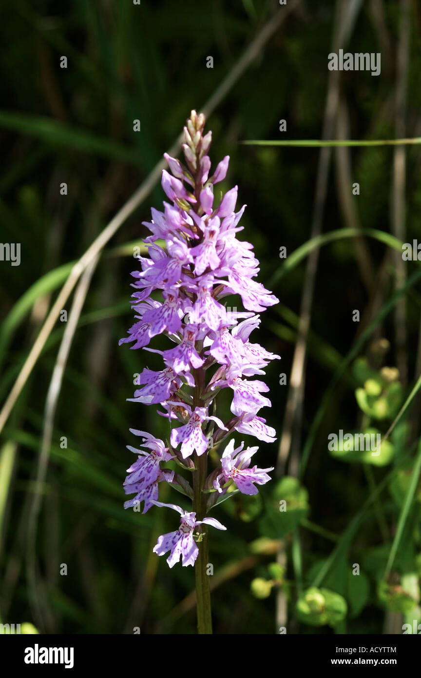Dactylorhiza fuchsii (fuchs orchid Stock Photo - Alamy