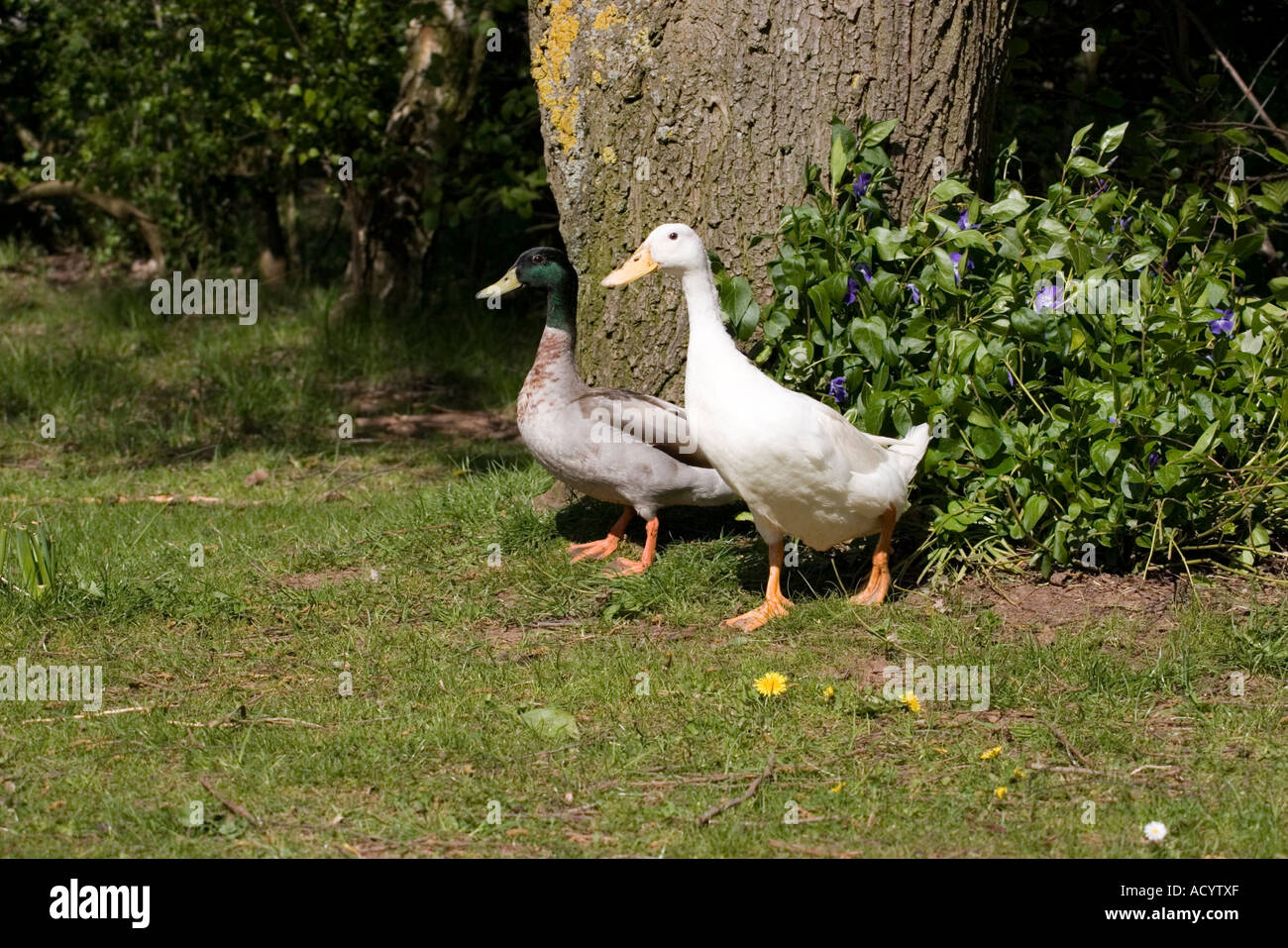 A pair of courting ducks waddle proudly together by a tree out of water ...