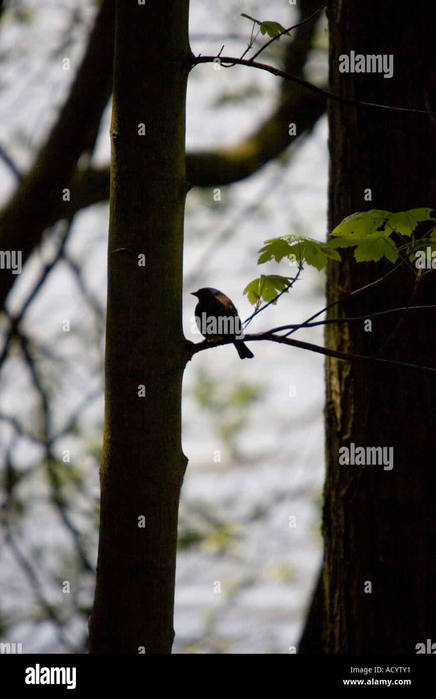 A thrush sitting in silhouette on the branch of a tree Stock Photo - Alamy