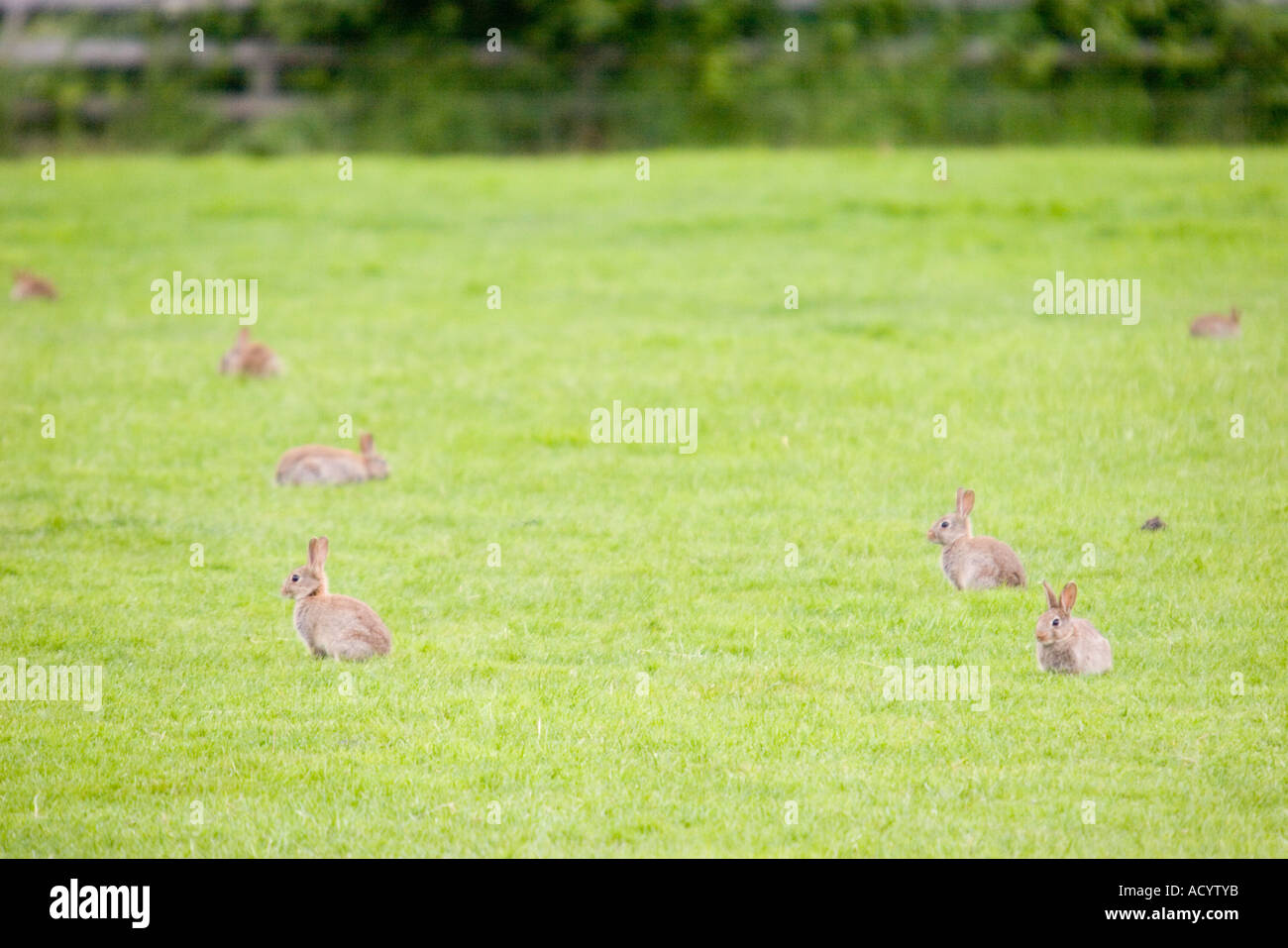 Rabbits in a field early morning Stock Photo - Alamy
