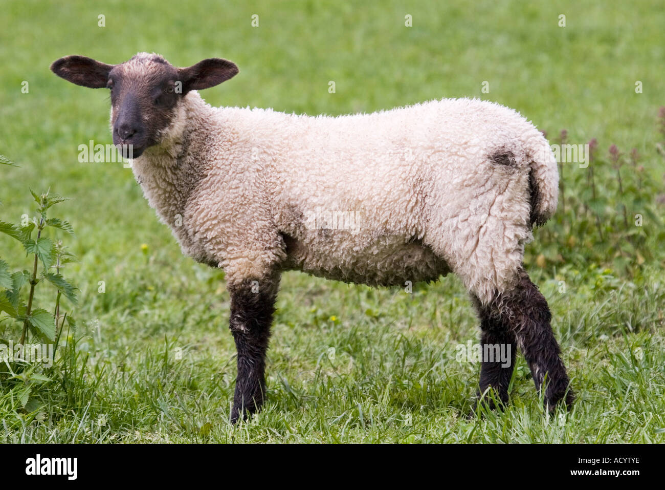 Startled sheep hi-res stock photography and images - Alamy