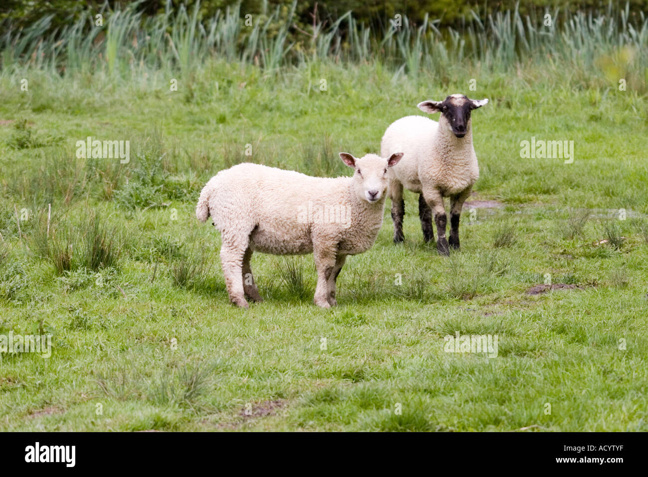 2 lambs in a field Stock Photo - Alamy