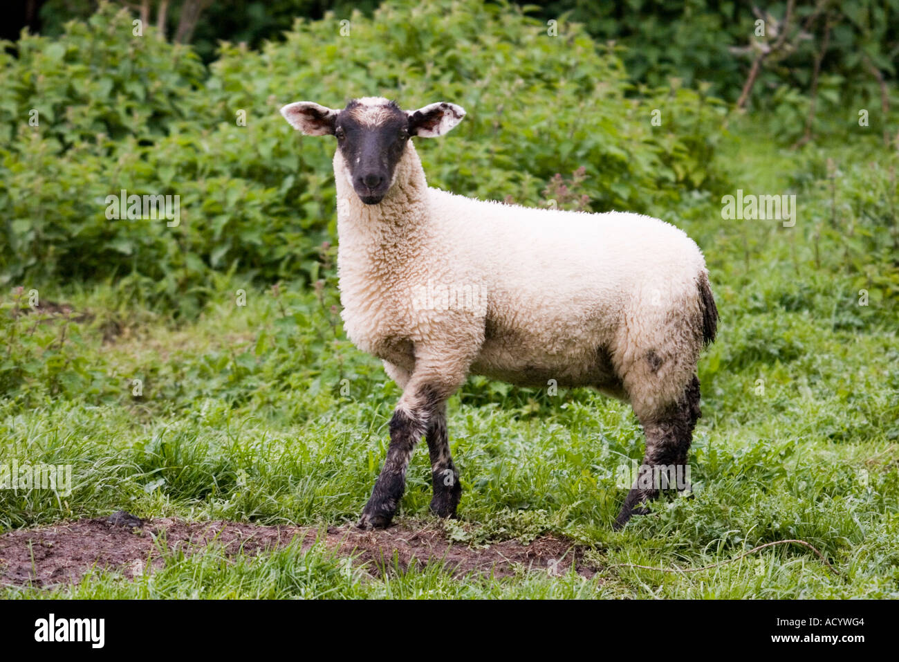 Black faced lamb Stock Photo - Alamy
