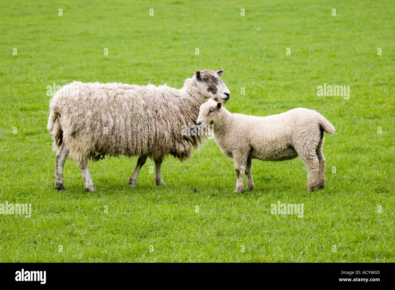 Sheep and lamb together Stock Photo - Alamy