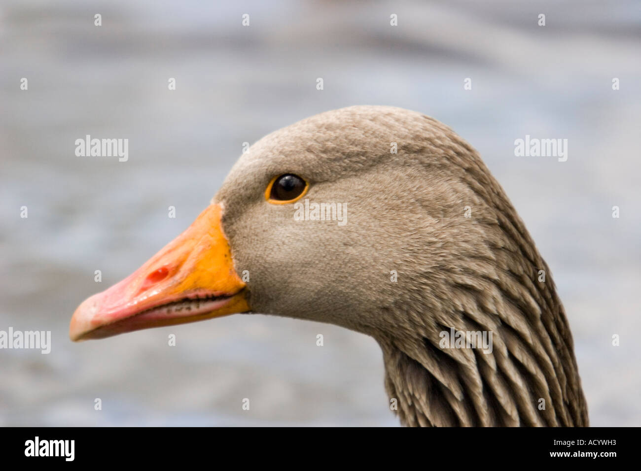 Gooses head hi-res stock photography and images - Alamy