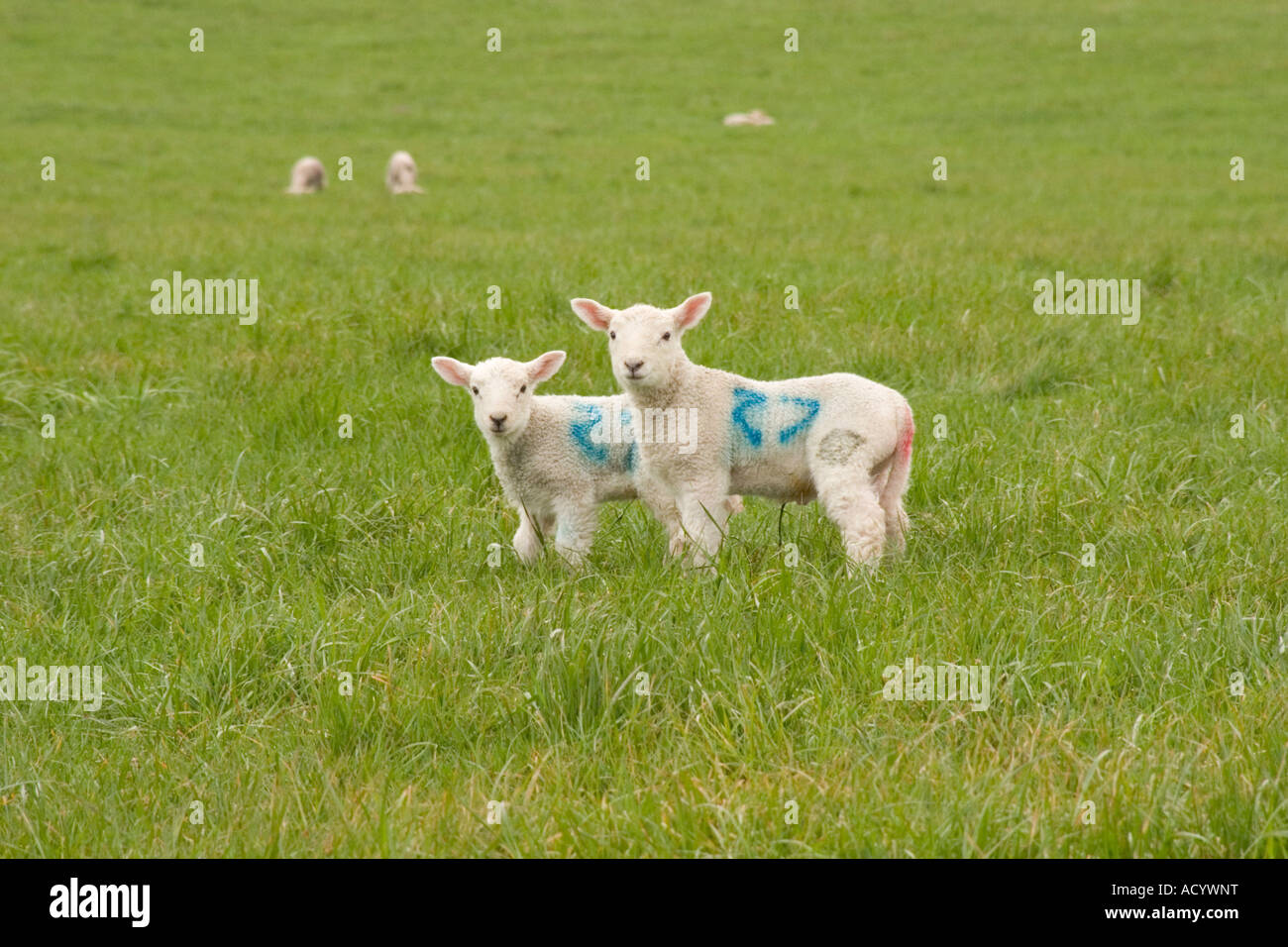 Two small lambs in a green field in Northern Ireland Stock Photo - Alamy