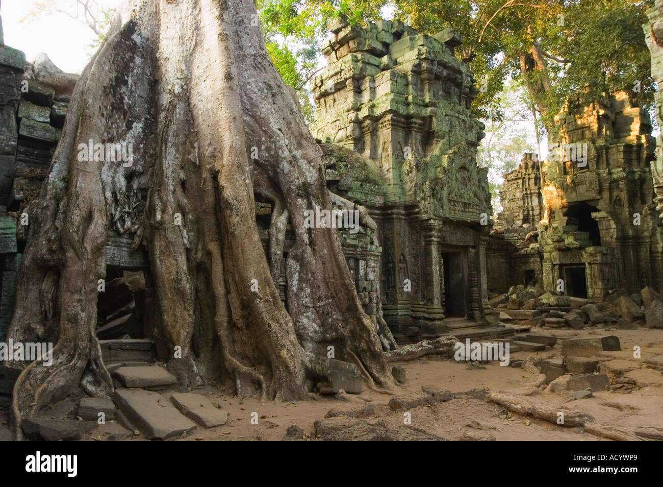 tree roots temple ruins Ta Prohm temple Ankor Wat Temple area Siem Reap ...