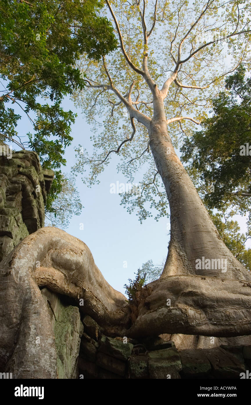 tree roots temple ruins Ta Prohm temple Ankor Wat Temple area Siem Reap ...