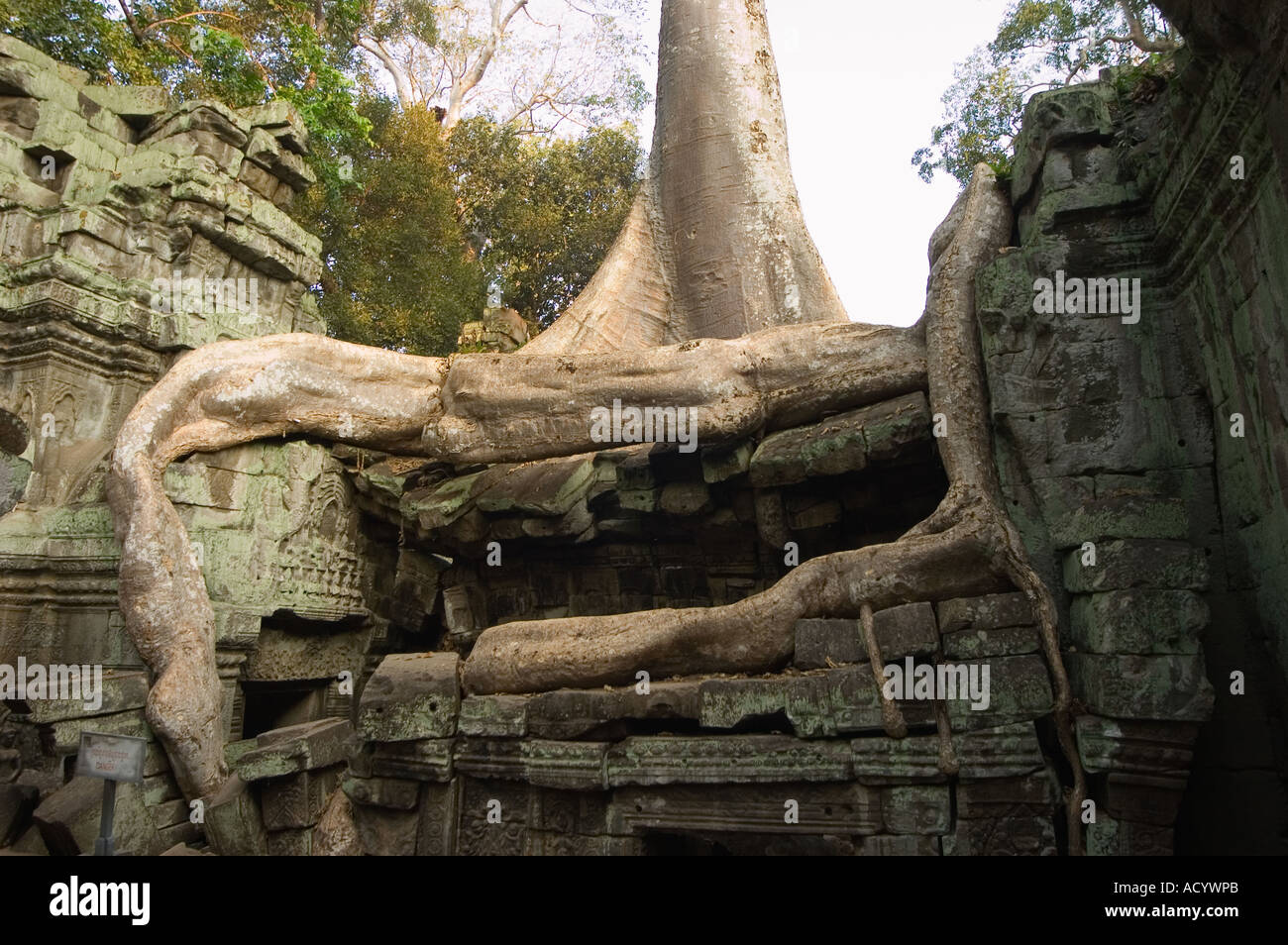 tree roots temple ruins Ta Prohm temple Ankor Wat Temple area Siem Reap ...