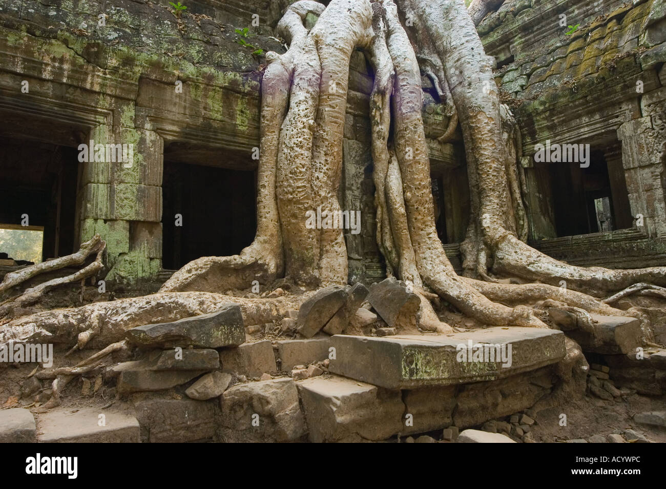 tree roots temple ruins Ta Prohm temple Ankor Wat Temple area Siem Reap ...