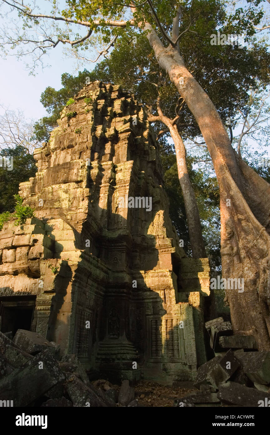 tree roots temple ruins Ta Prohm temple Ankor Wat Temple area Siem Reap ...