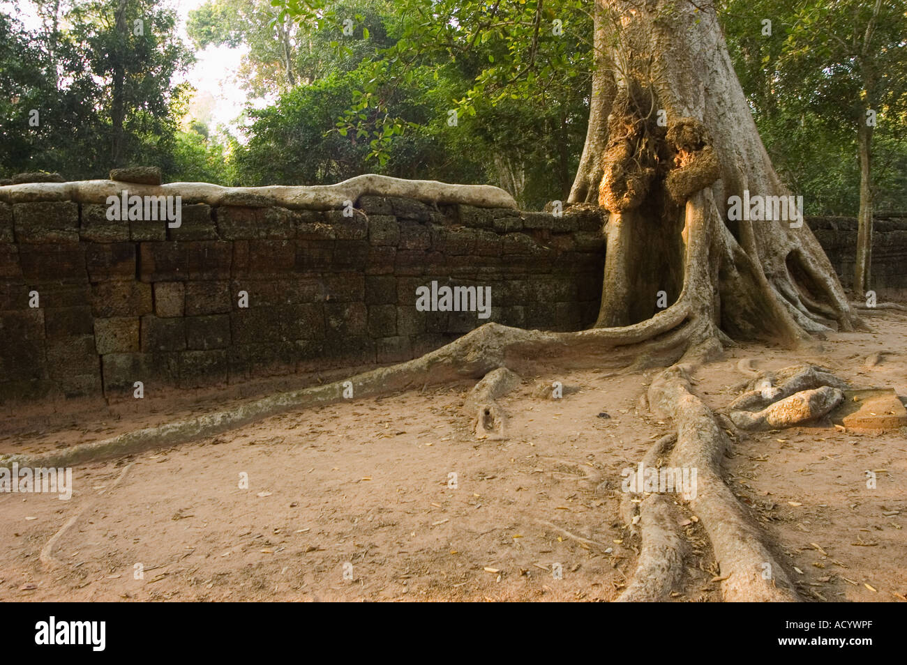 tree roots temple ruins Ta Prohm temple Ankor Wat Temple area Siem Reap ...
