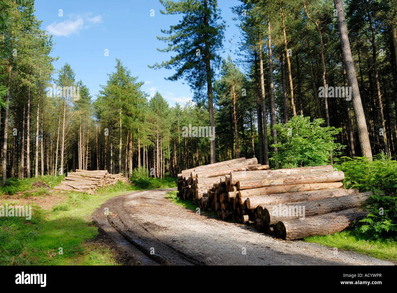 Delamere Forest, a 950 hectare area of mixed deciduous and evergreen ...