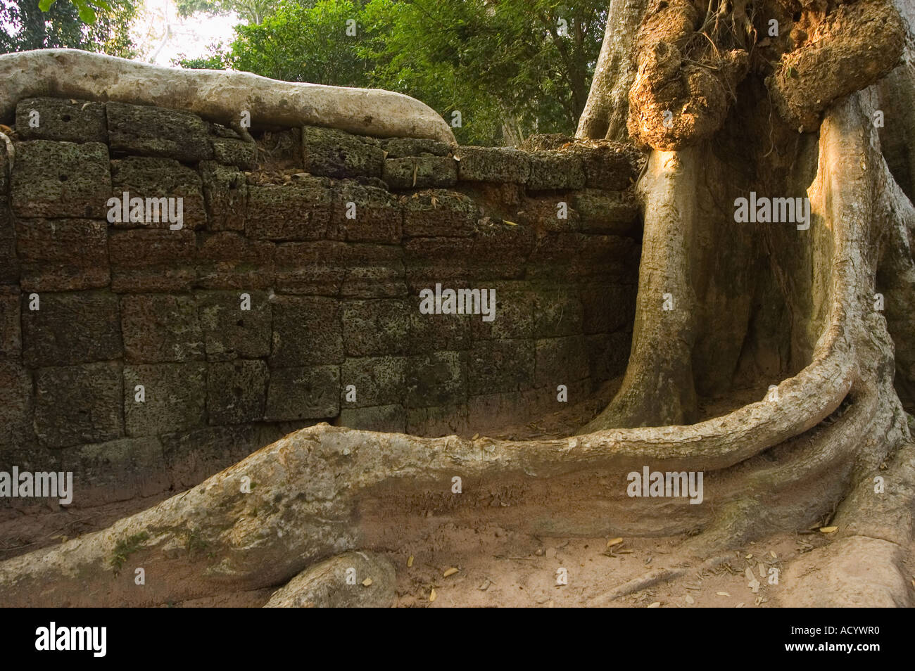 tree roots temple ruins Ta Prohm temple Ankor Wat Temple area Siem Reap ...