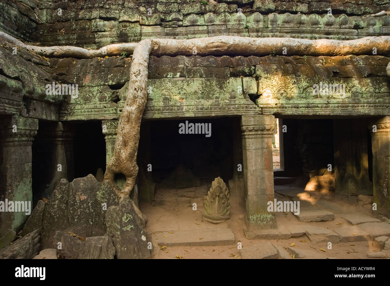tree roots temple ruins Ta Prohm temple Ankor Wat Temple area Siem Reap ...