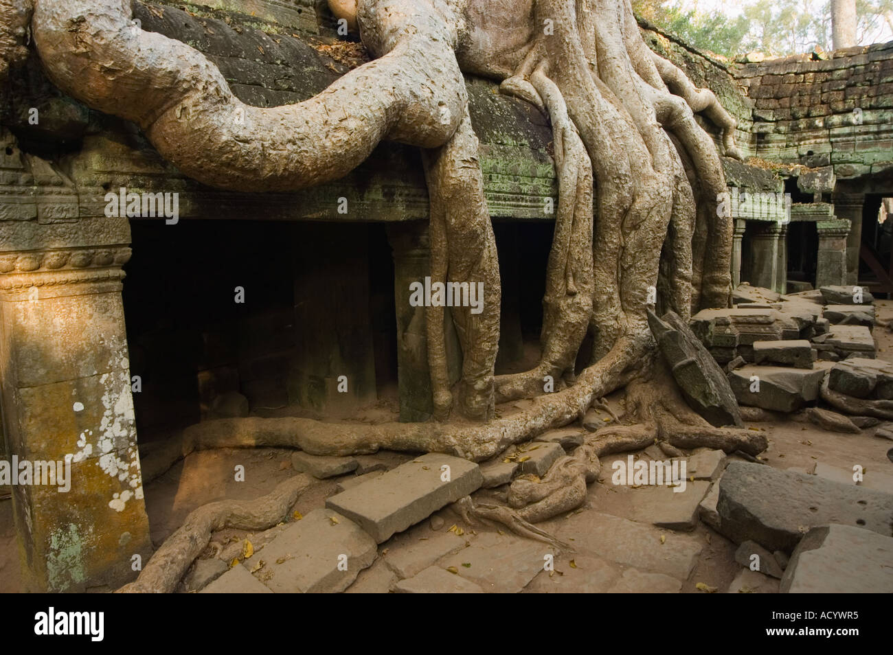 tree roots temple ruins Ta Prohm temple Ankor Wat Temple area Siem Reap ...