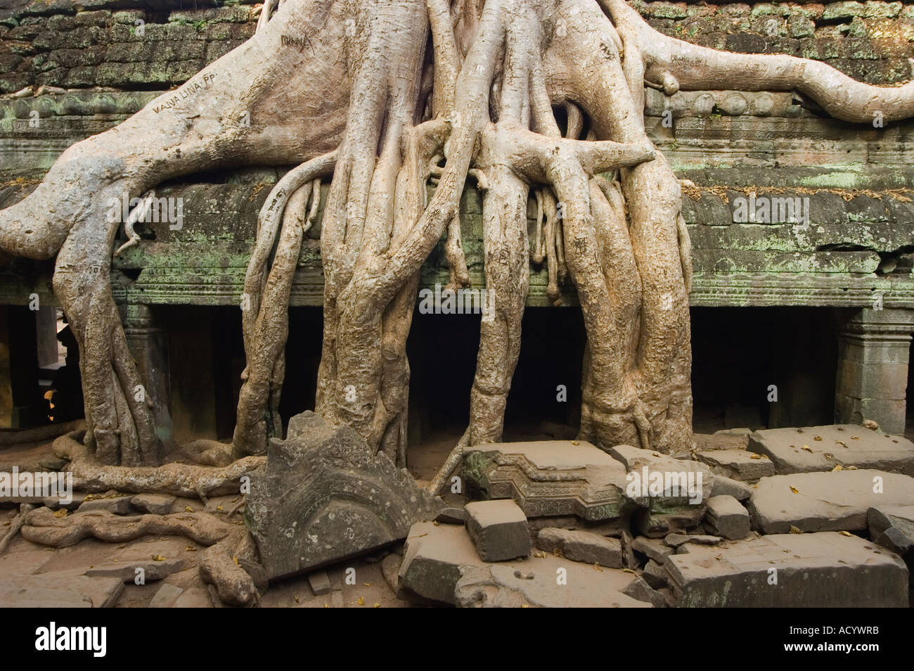 tree roots temple ruins Ta Prohm temple Ankor Wat Temple area Siem Reap ...