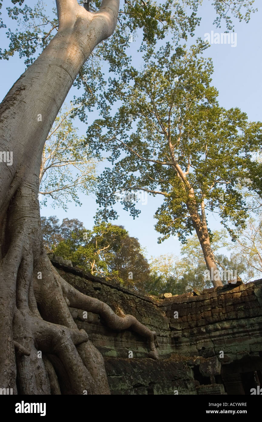 tree roots temple ruins Ta Prohm temple Ankor Wat Temple area Siem Reap ...