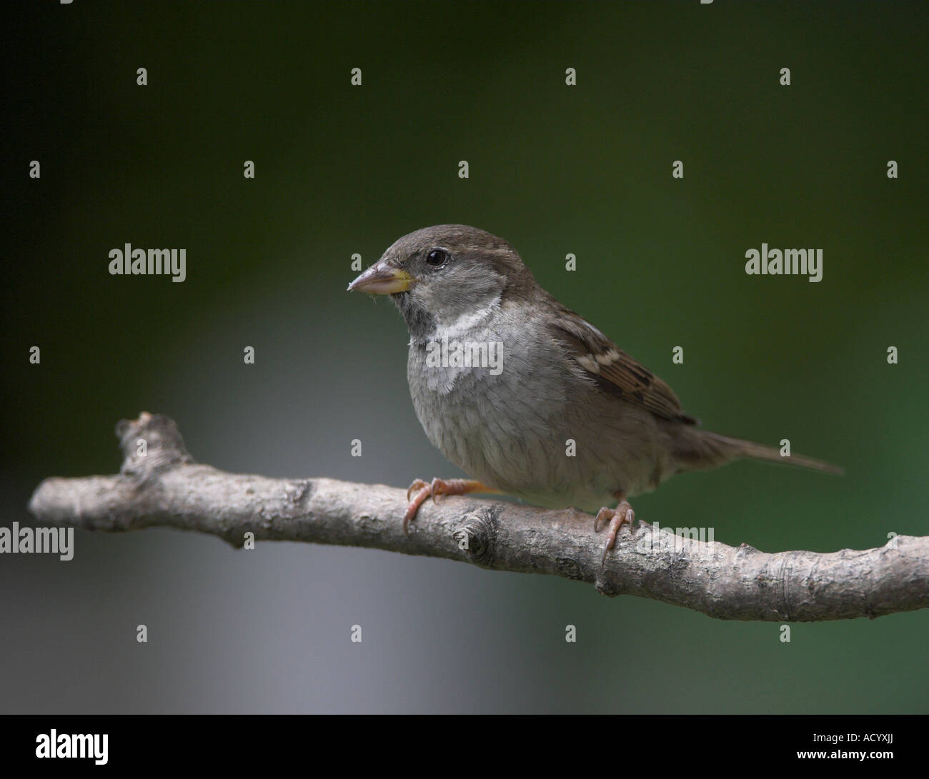 Female House Sparrow Stock Photo - Alamy