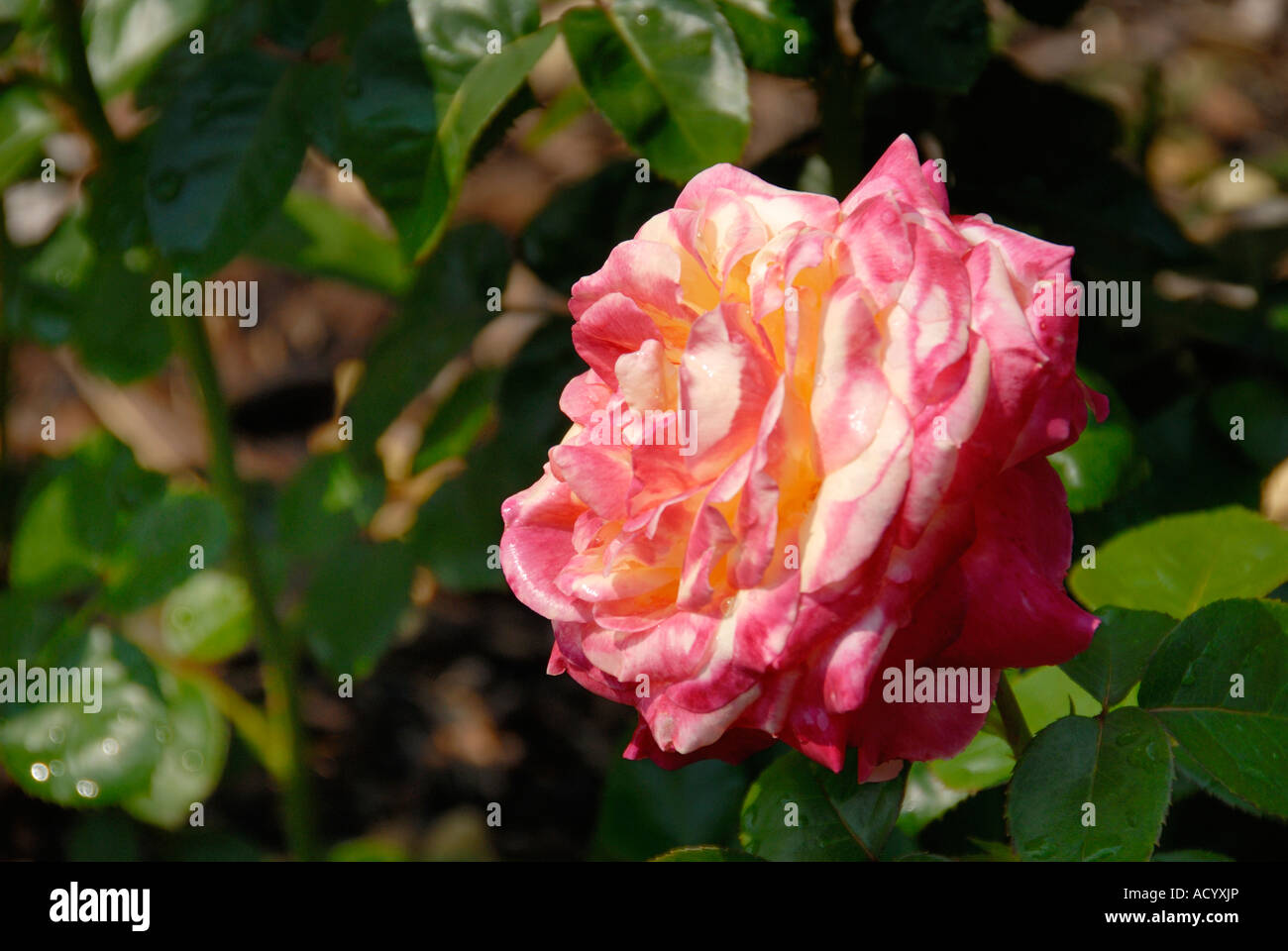 Peace tea rose hi-res stock photography and images - Alamy