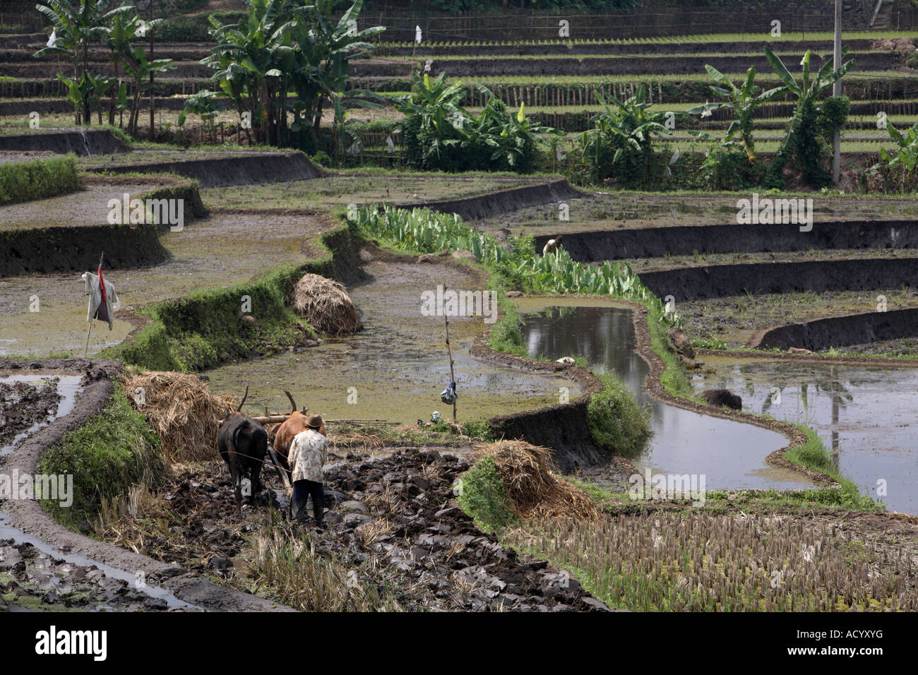 Farmers work in rice paddies near Malang East Java Indonesia Stock ...