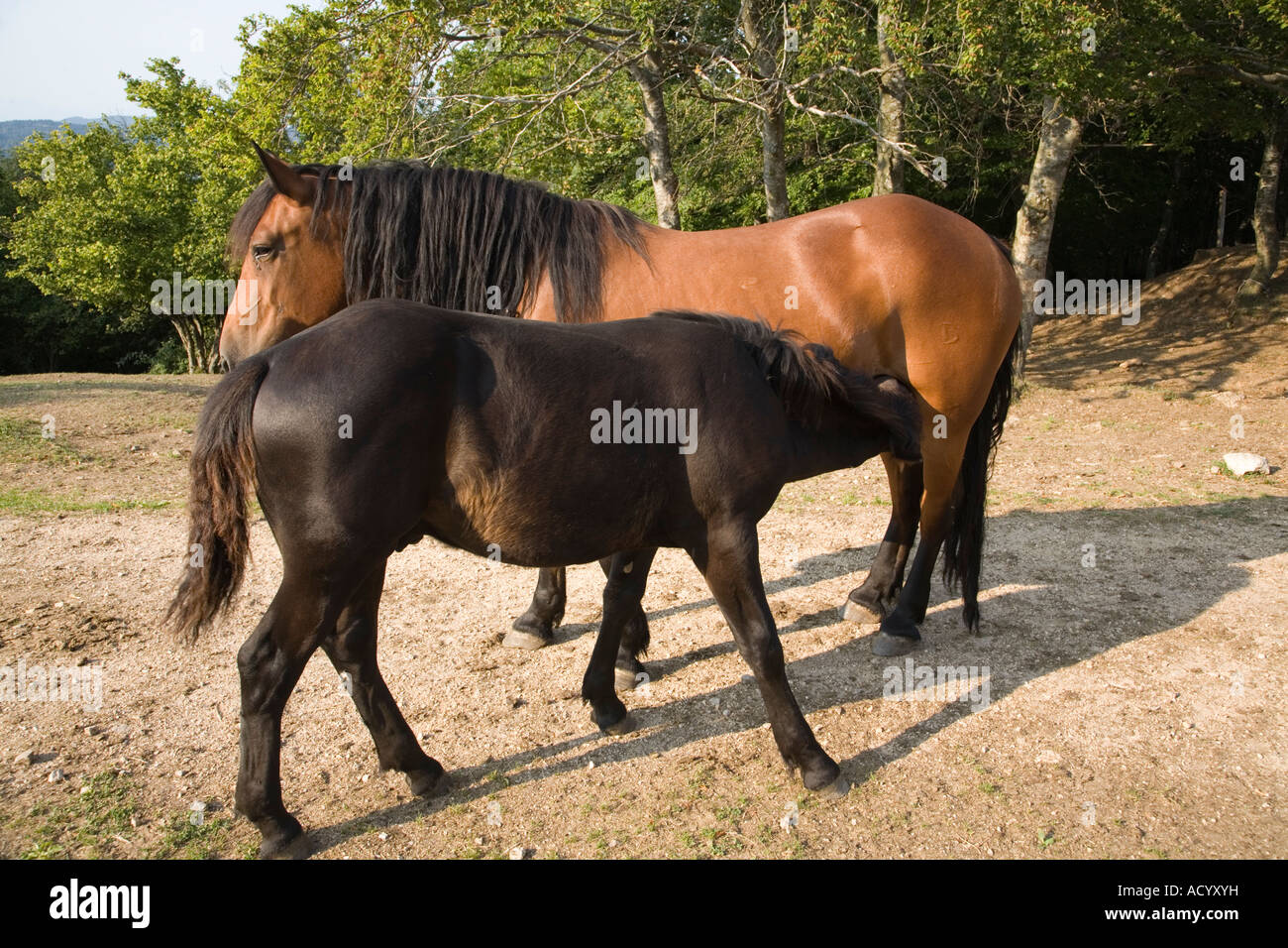 Young horse suckling Stock Photo - Alamy