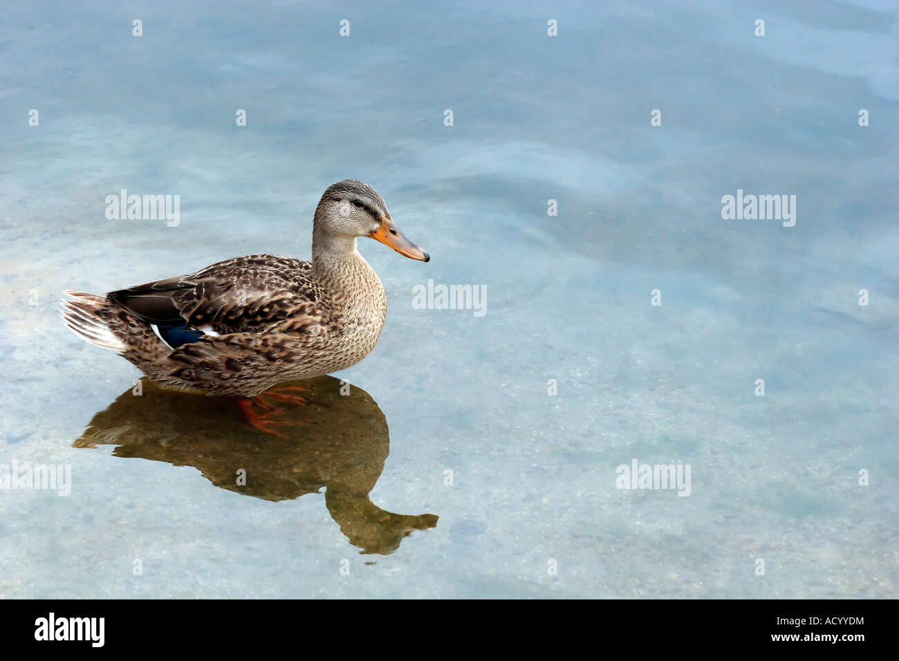 Duck and reflection on smooth lake Stock Photo - Alamy