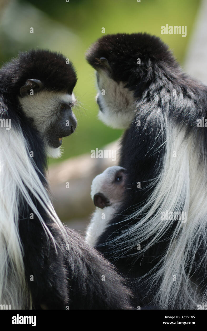 Colobus guereza Monkey and baby Howletts Animal Park Kent Stock Photo ...