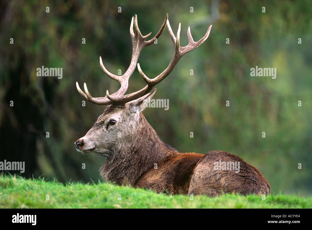Red deer stag sitting Stock Photo - Alamy