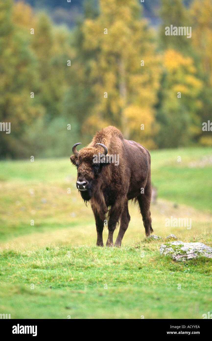 European bison uk hi-res stock photography and images - Alamy
