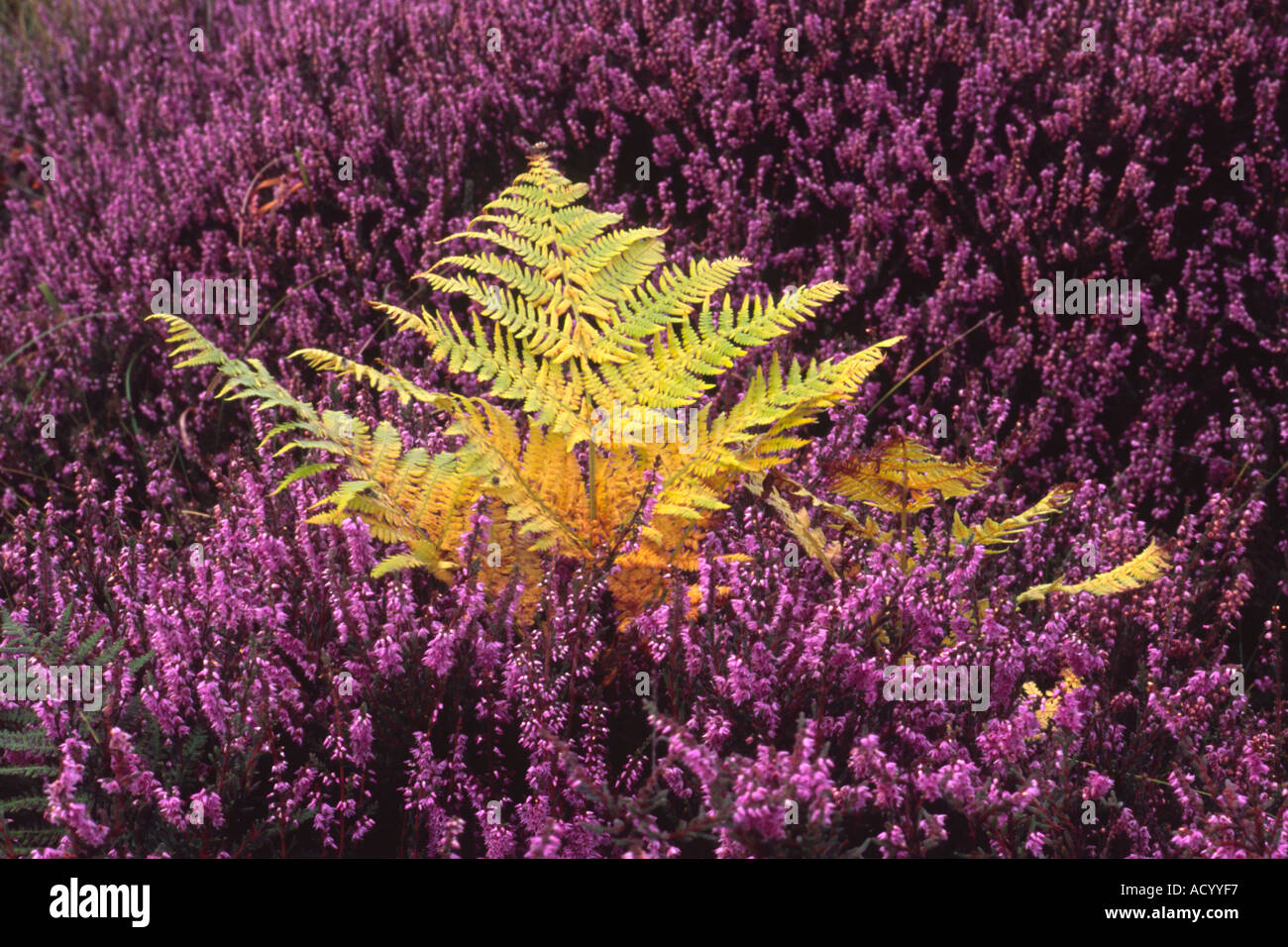Seasonal heather plants uk hi-res stock photography and images - Alamy
