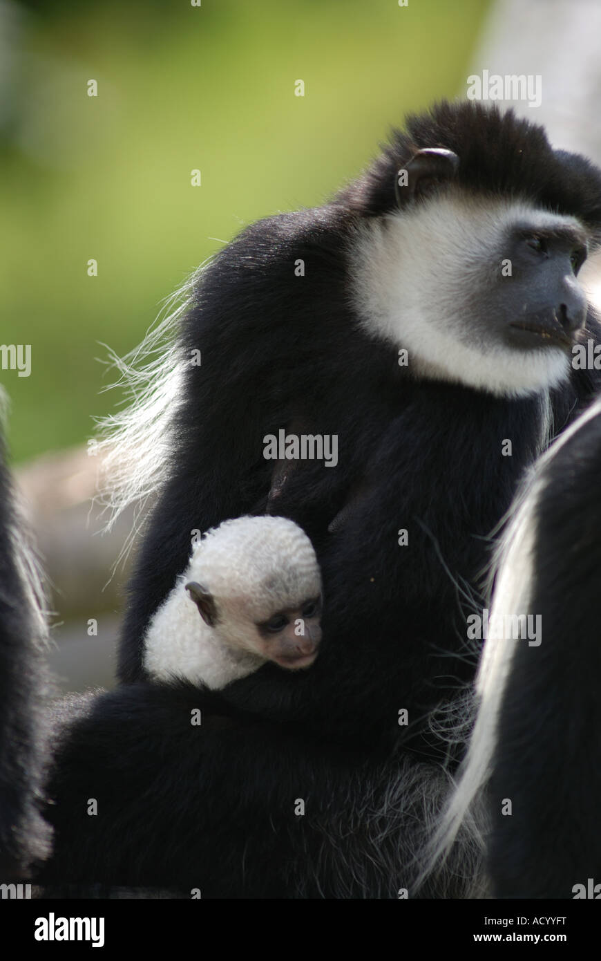 Colobus guereza Monkey and baby Howletts Animal Park Kent Stock Photo ...