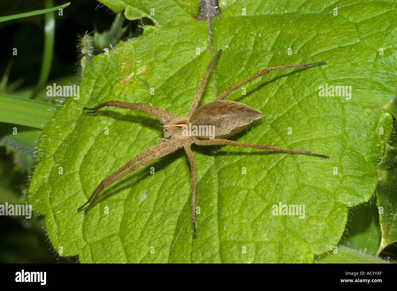 Hunting Spider, Pisaura mirabilis Stock Photo - Alamy