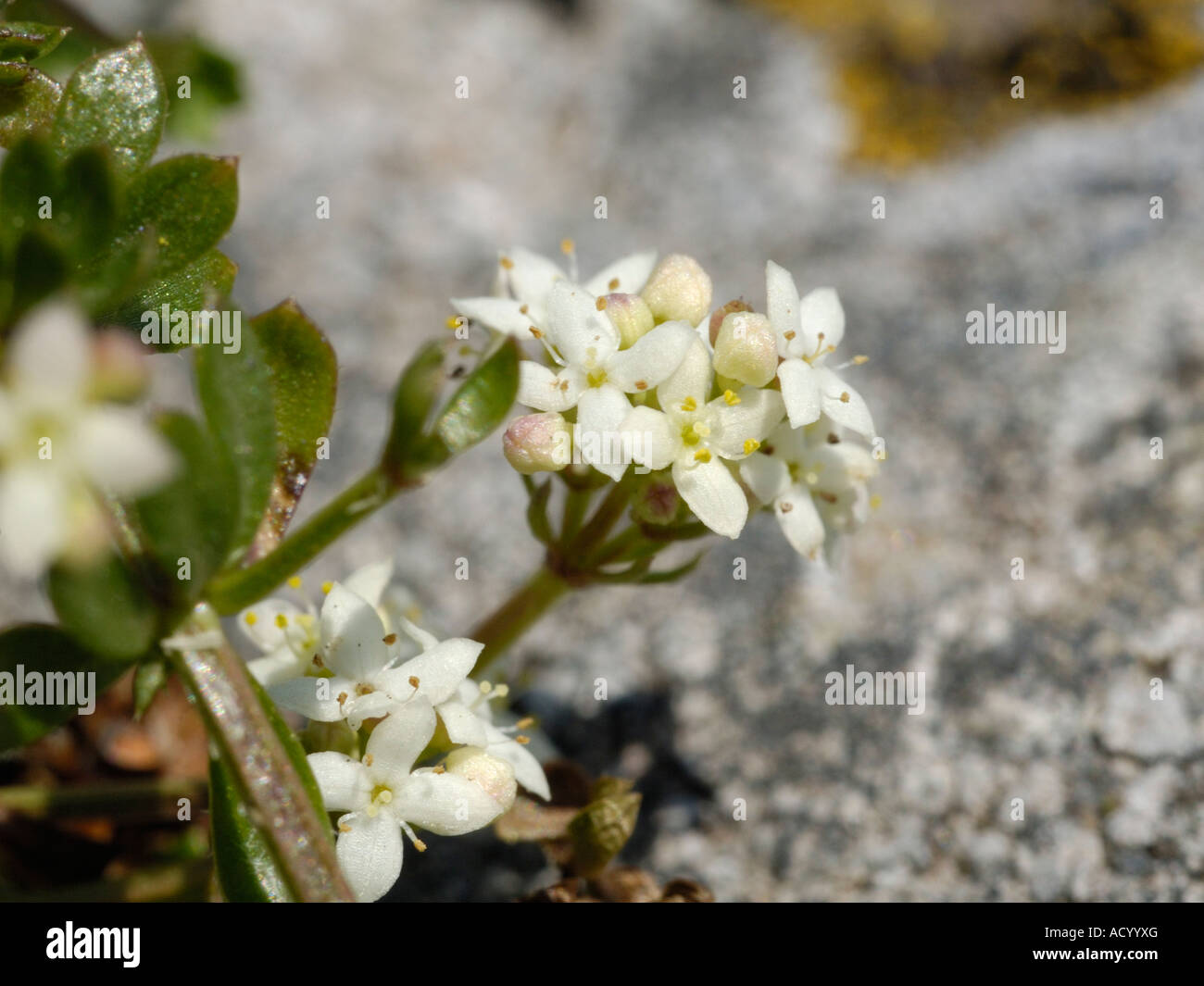 Heath Bedstraw, Galium saxatile Stock Photo - Alamy