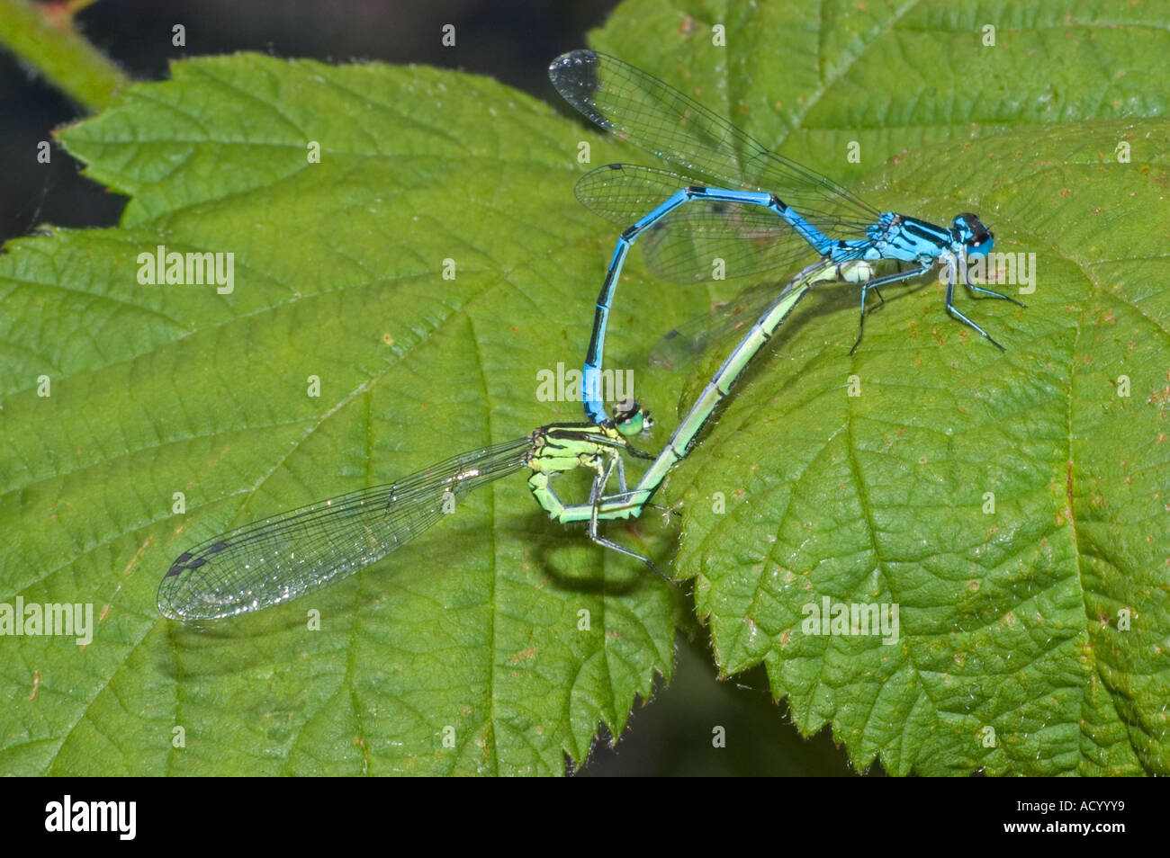 Azure Damsel Fly. male and Female mating on nettle. Coenagrion puella ...