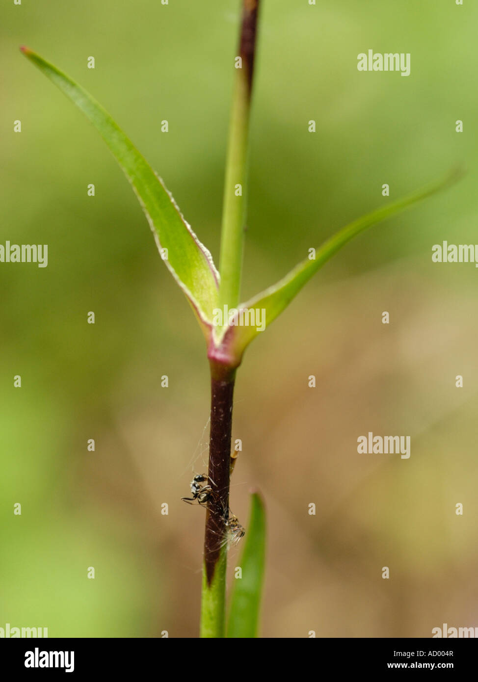 Fly ant hi-res stock photography and images - Alamy