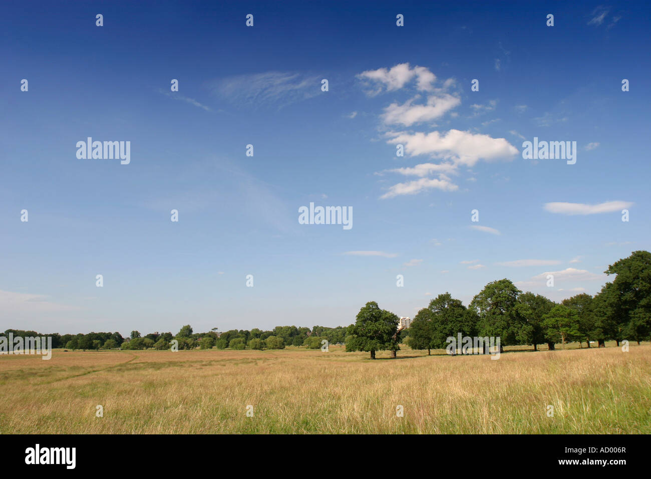 Sky Trees Grass Stock Photo - Alamy