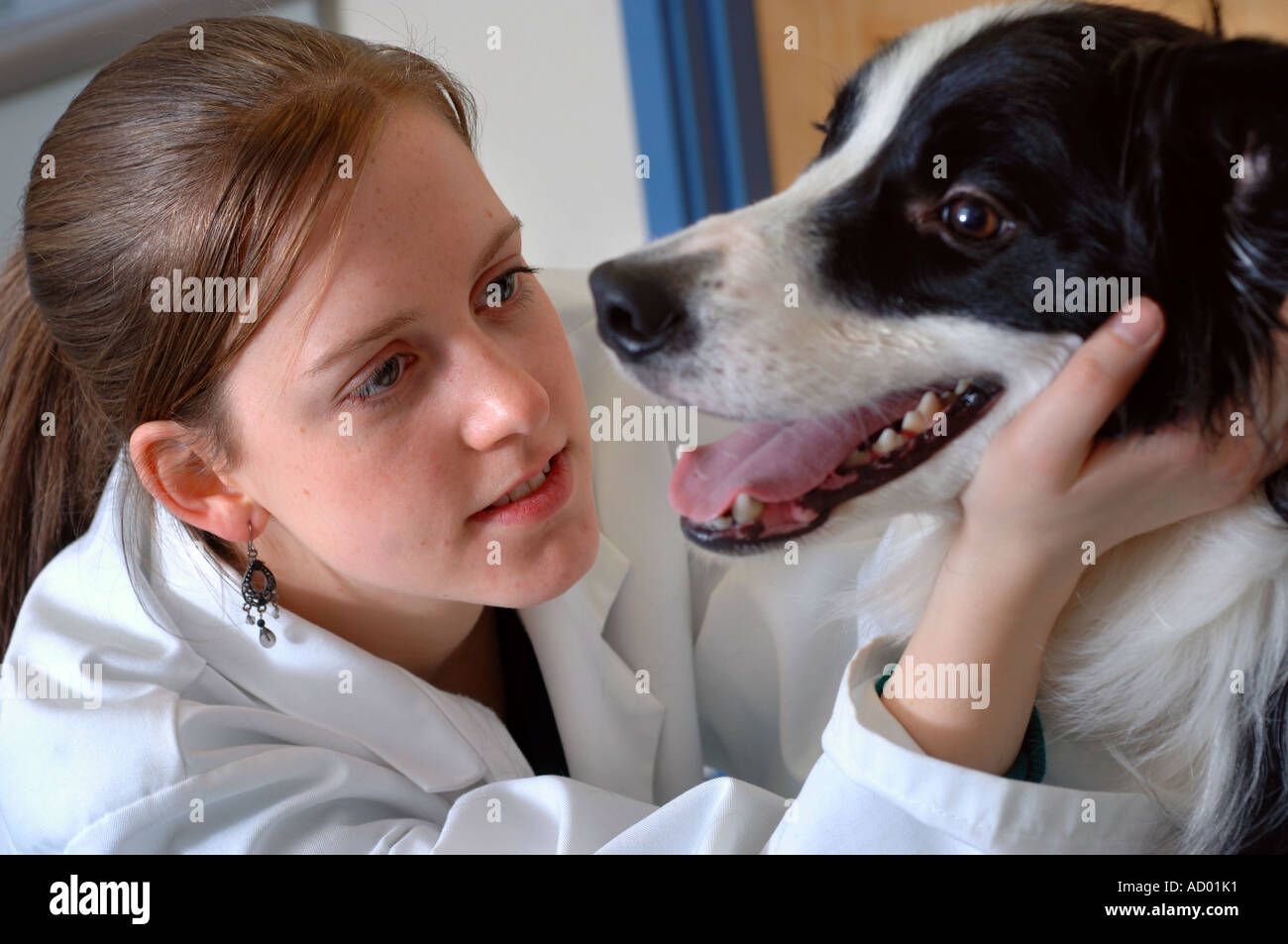 A YOUNG FEMALE VETERINARY SCIENCE STUDENT GIVING A HEALTH CHECK UP TO A ...