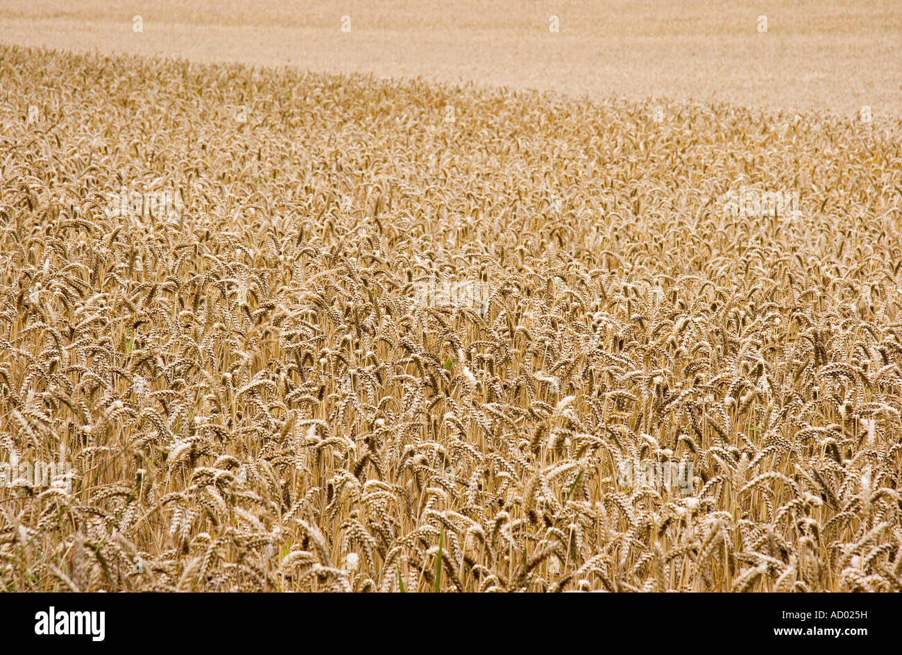 A field of ripe wheat Stock Photo - Alamy