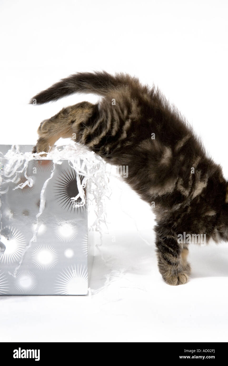 Kitten jumping out of a parcel Stock Photo - Alamy