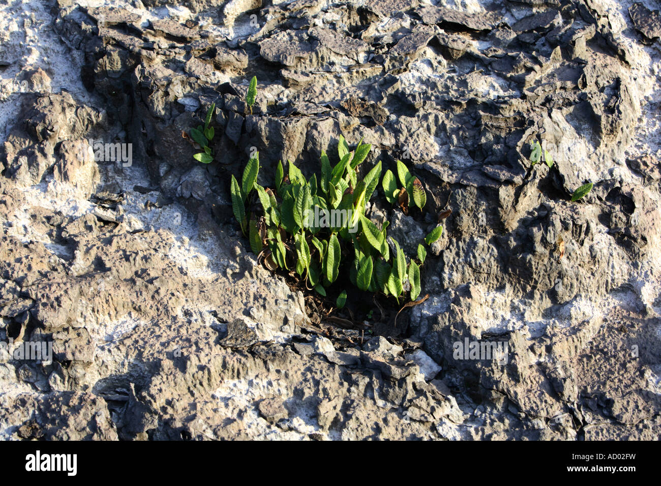 A small plant grows in the barren hostile volcanic Landscape on the ...