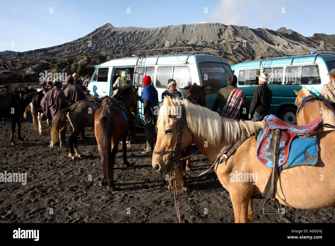 Horses and tourist buses at the base of the climb up volcano Gunung ...