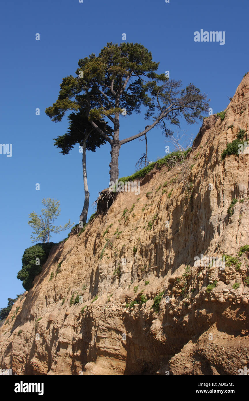 Tree on Cliff Stock Photo - Alamy