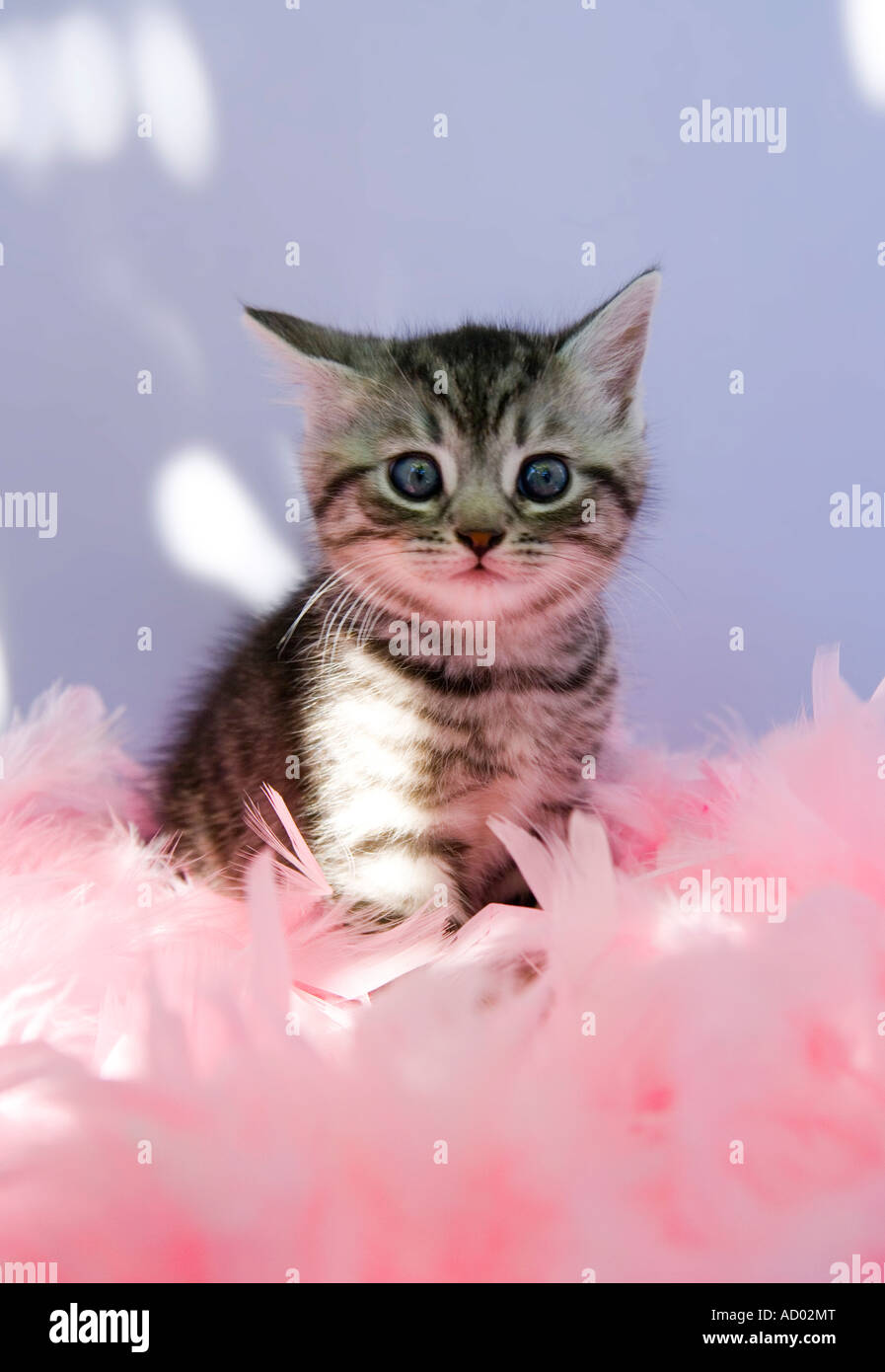 Grey tabby kitten sitting amongst a pink feather bowa Stock Photo - Alamy