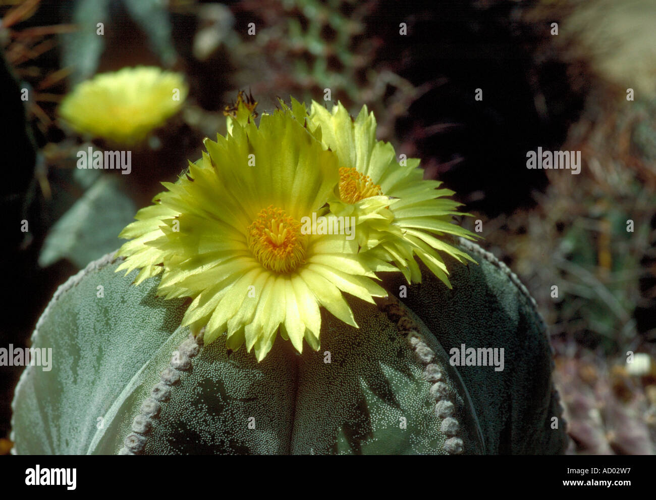Bishops Cap Cactus Astrophytum Myriostigma Stock Photo - Alamy