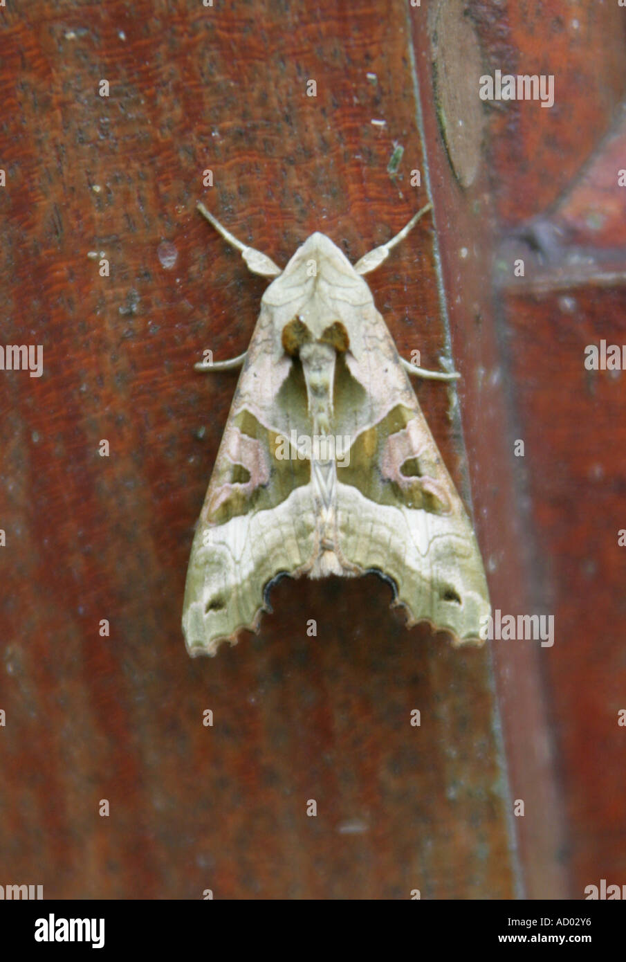 Angle Shade Moth Phlogophora meticulosa Stock Photo - Alamy